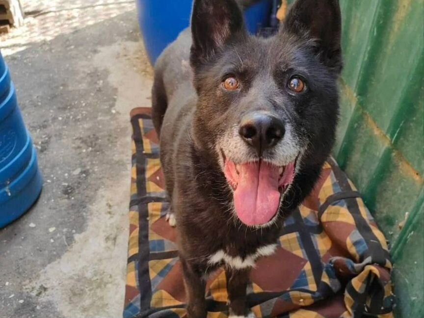 Хорошая старая собака в добрые руки