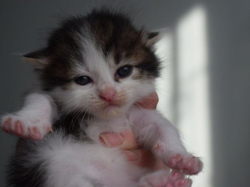 Рысята,котята породы курильский бобтейл