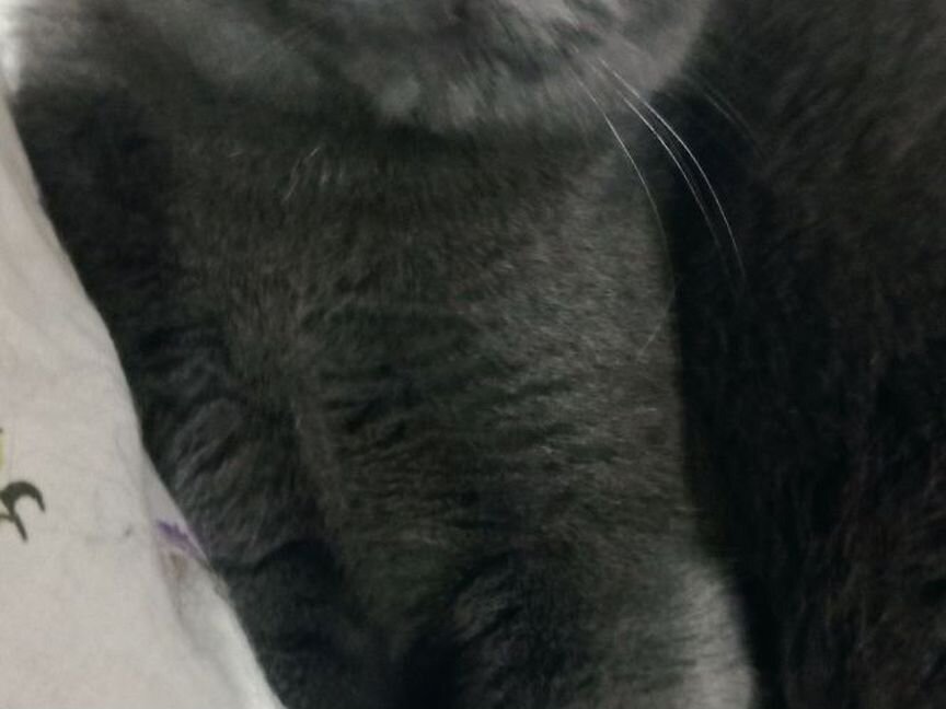 Котик, 4-5 мес