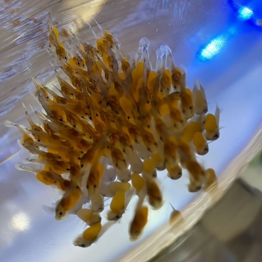 Мальки анциструса (сомика)