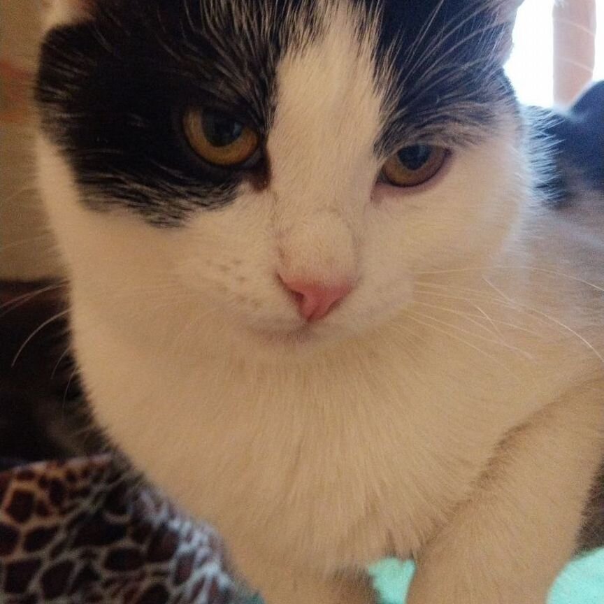 Беляночка с янтарным взглядом