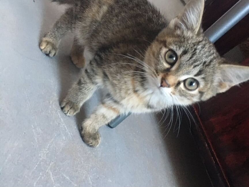 Кошечки