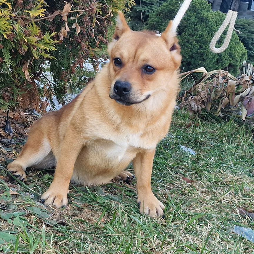 Американский булли микс мальчик