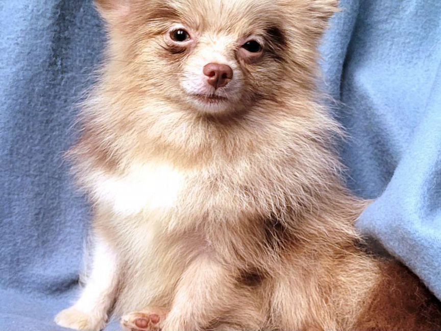 Померанский шпиц миниатюрные мальчик и девочка