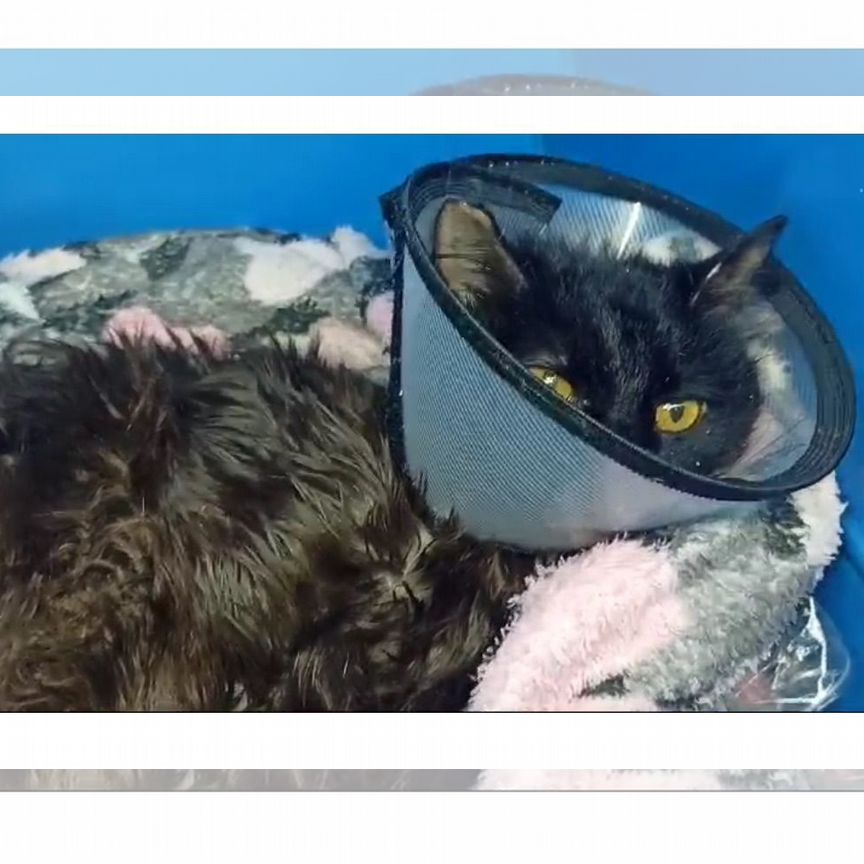 Особенному котику нужна помощь