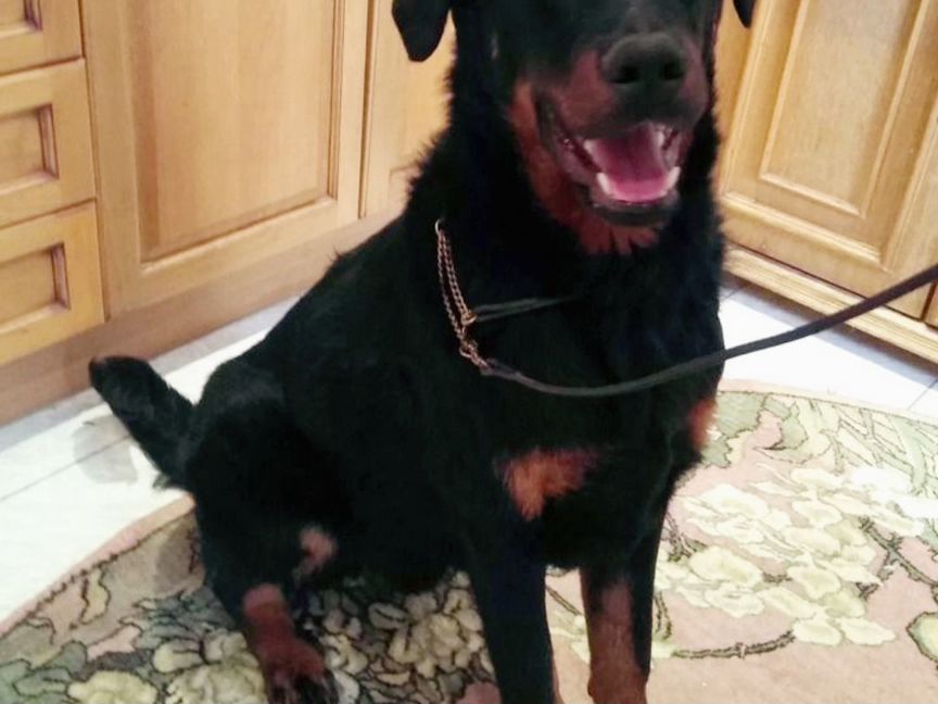 Молодые босероны из питомника. В дар