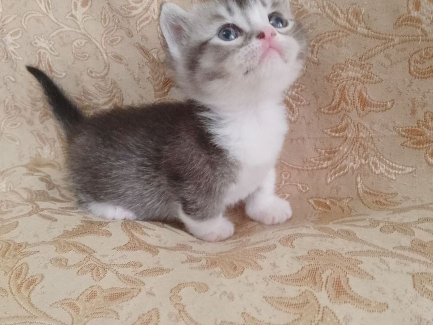 Манчкин котята короткие лапки шоу класса