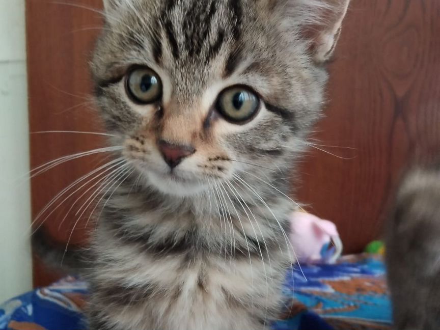Отдам красивых котят 2 мес. Мальчик и девочки
