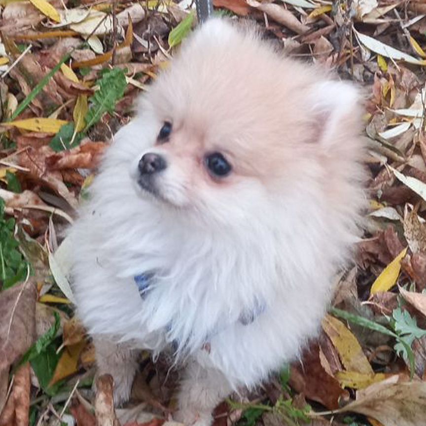 Немецкий шпиц, щенок