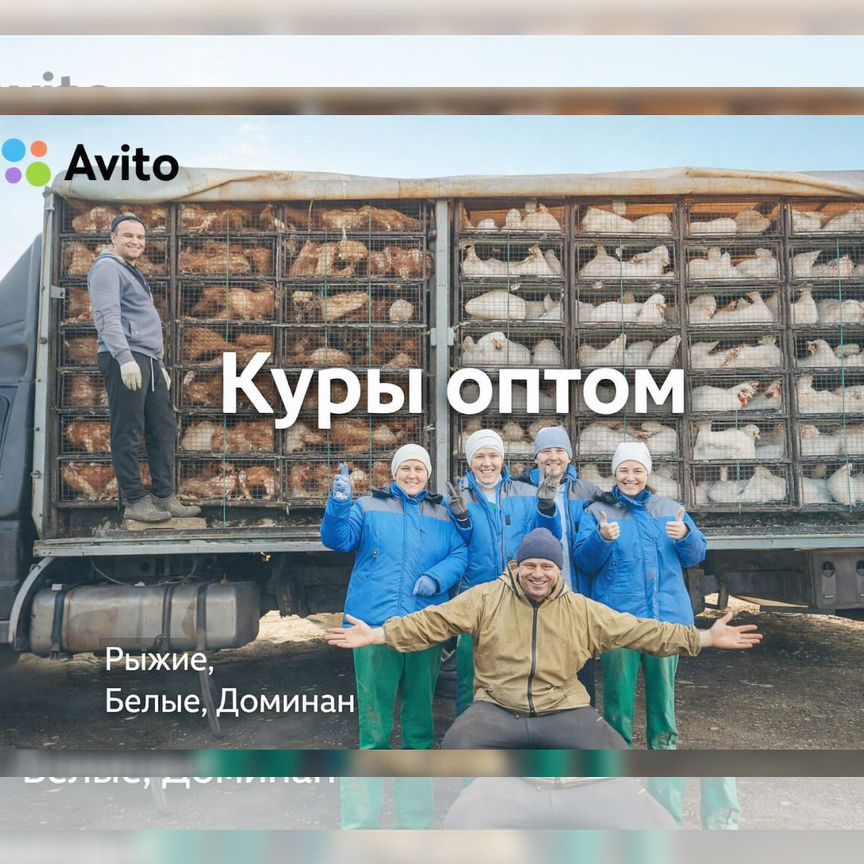 Живая птица оптом для подворья и бизнеса