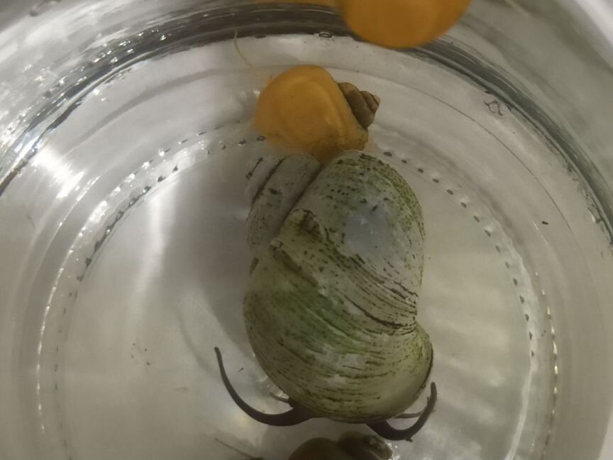 Отдам улиток ампулярий