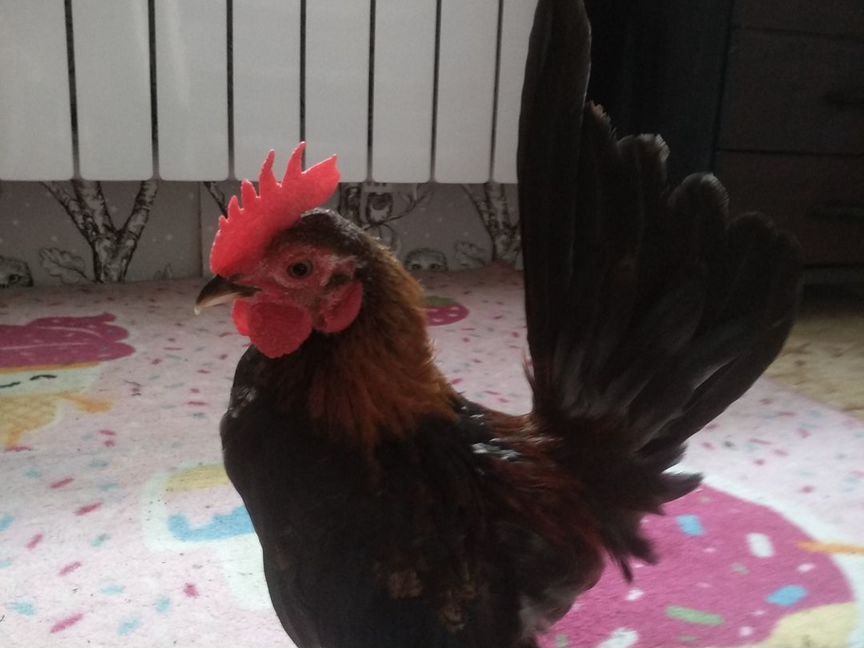 Малайзийский серамы