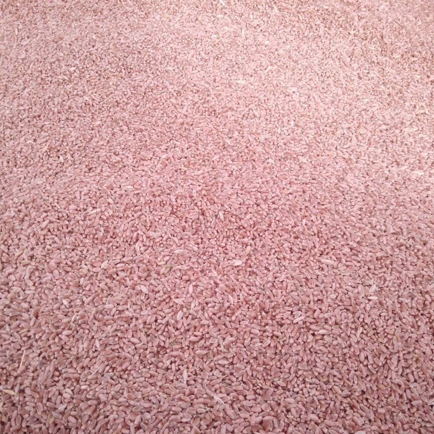 Семена рапса