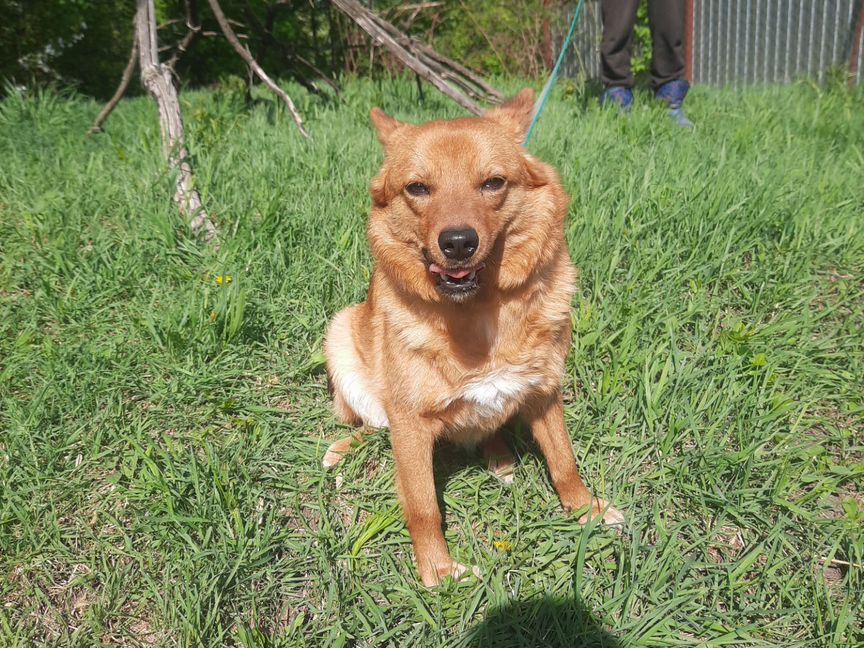 Собака в добрые руки