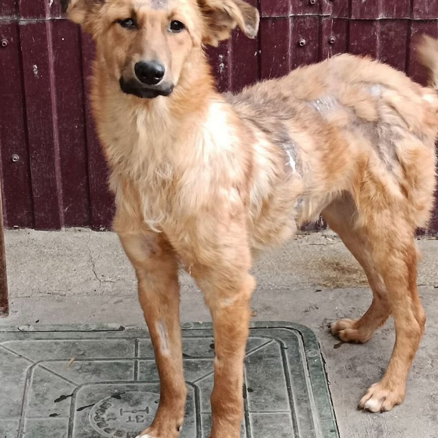 Собака в добрые руки