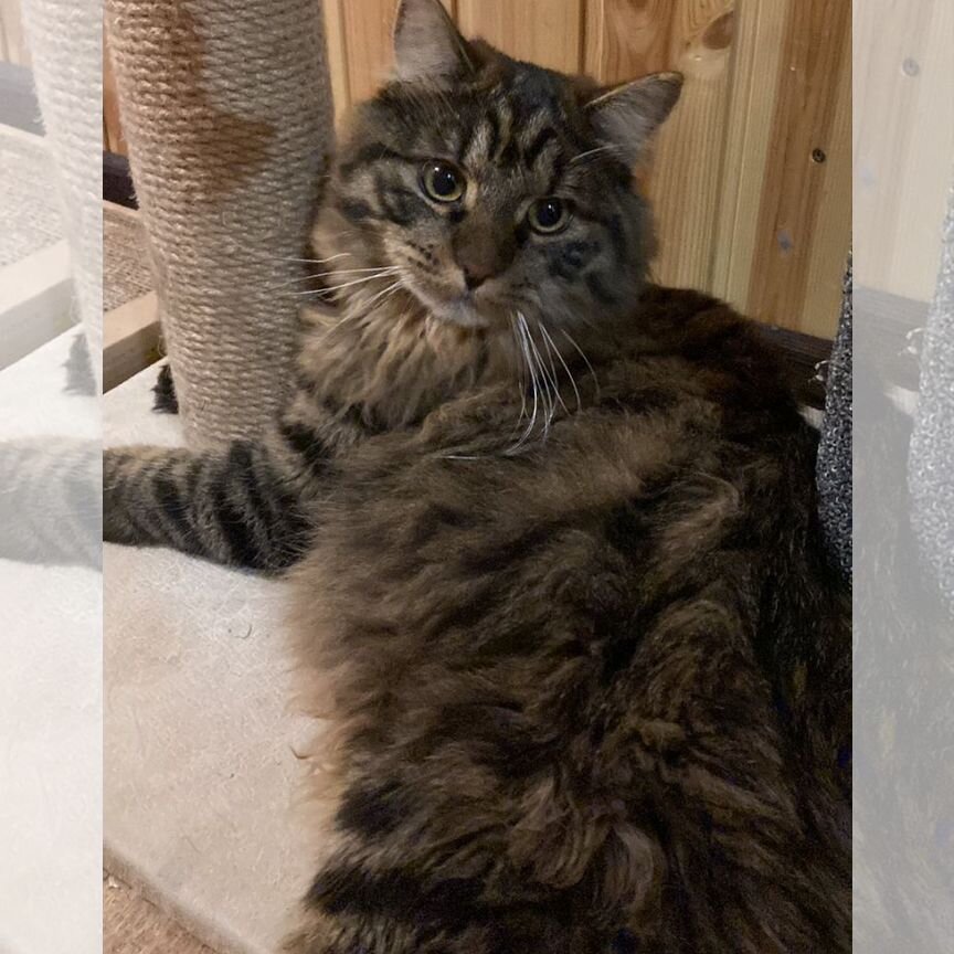 Вязка с котом