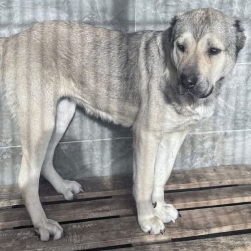 Среднеазиатская овчарка, взрослая собака