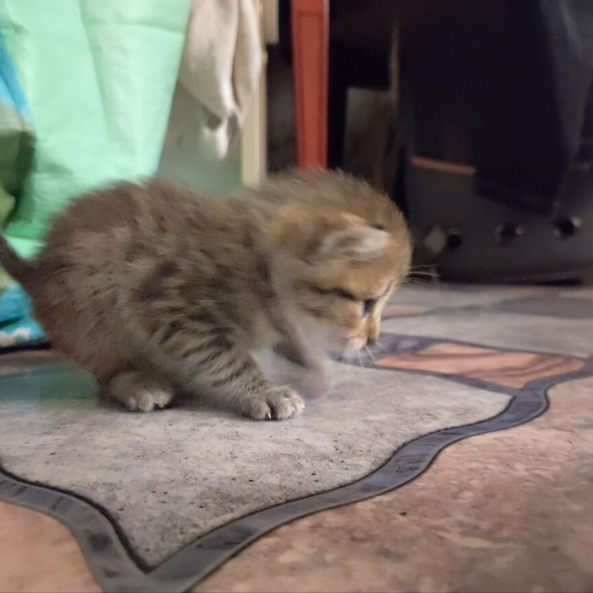 Котята в добрые руки бесплатно
