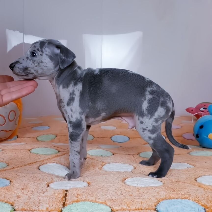 Левретка, щенок