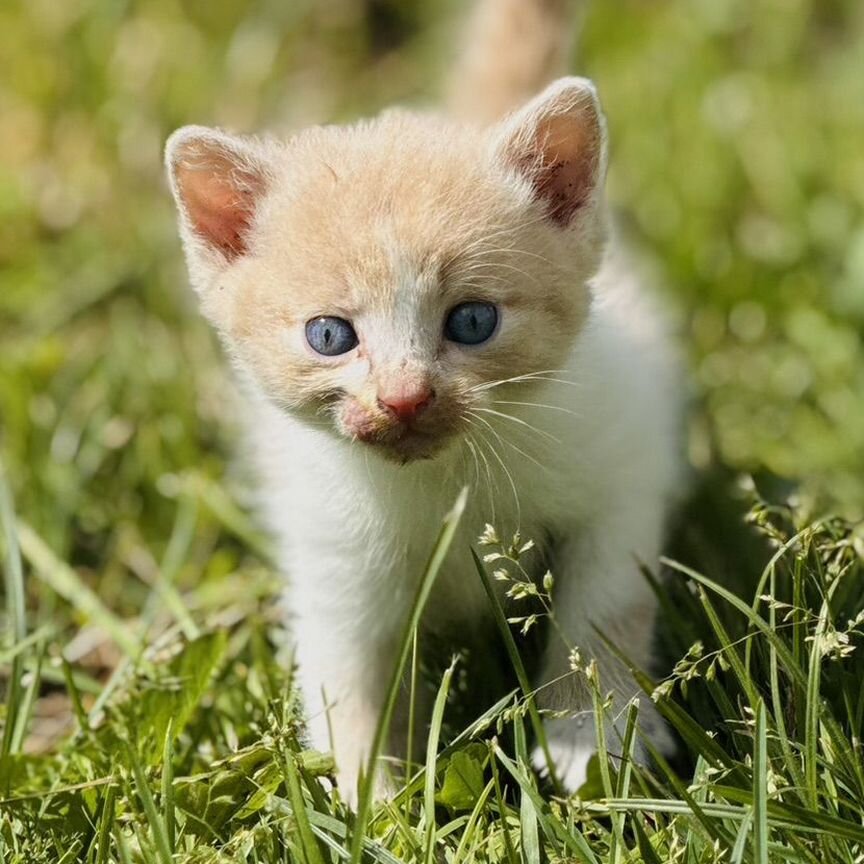 Котёнок в добрые руки