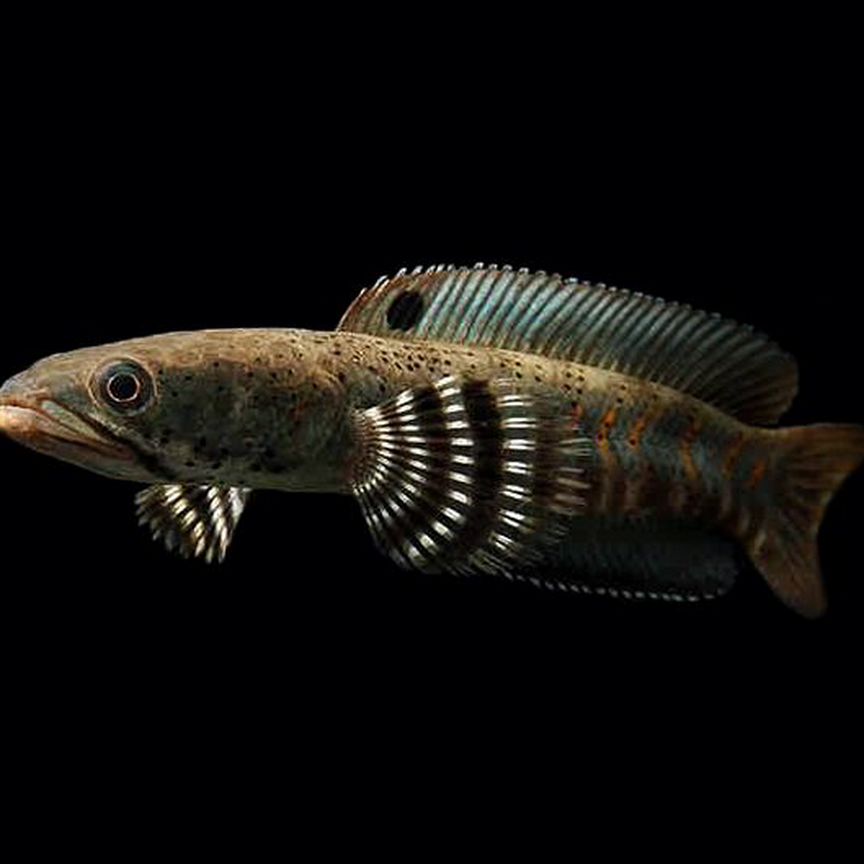 Змееголов пульхера 7см Индонезия