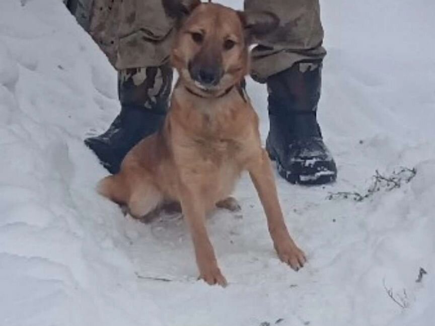 Собаки бесплатно