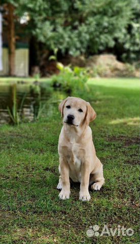 Щенки лабрадора с документами