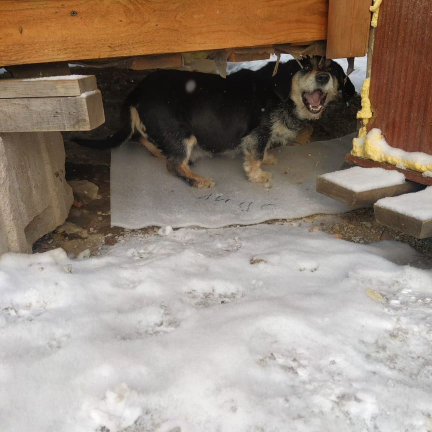 Старенький коротколапик на улице