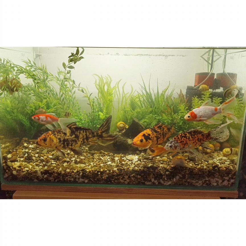 Продам крупных рыб (кои)