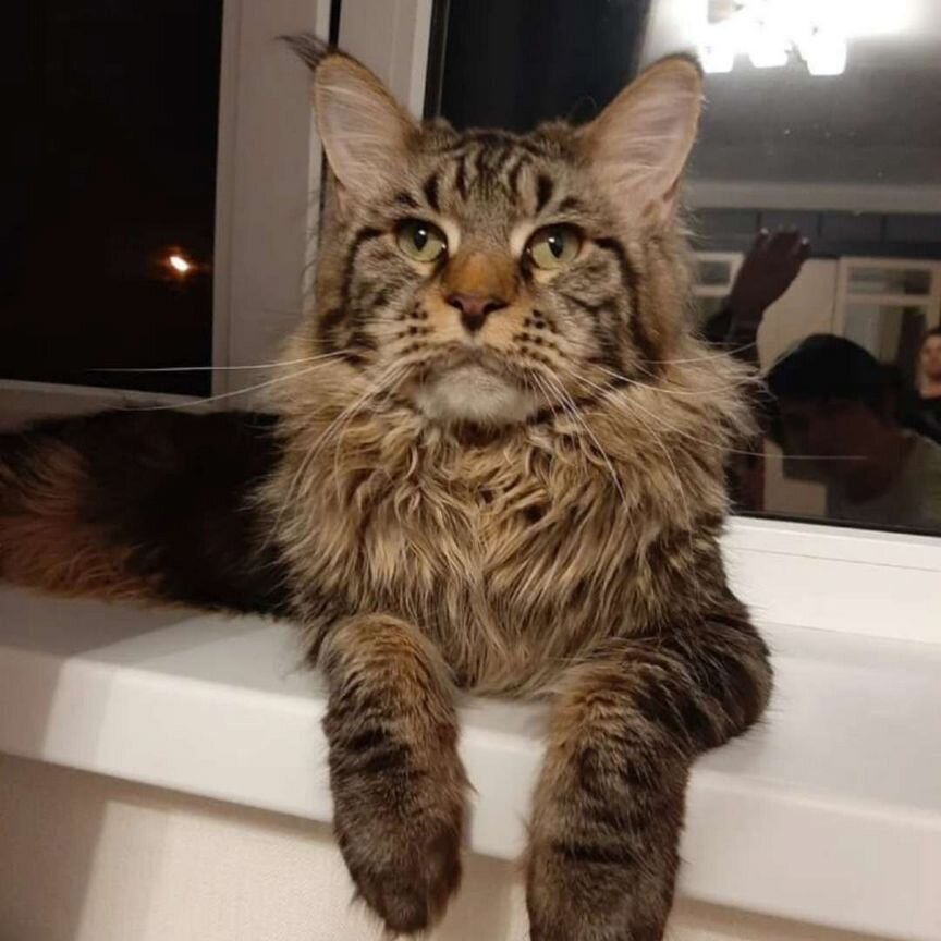 Кот мейн-кун вязка