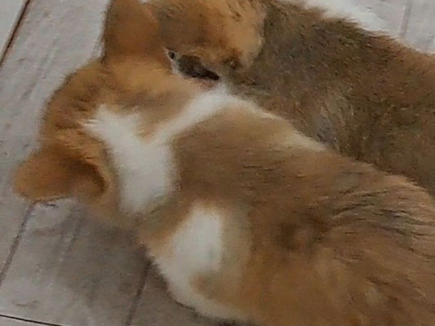 Вельш-корги пемброк