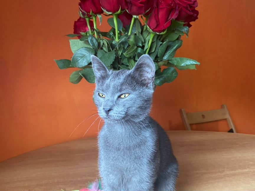 Русская голубая кошка в дар