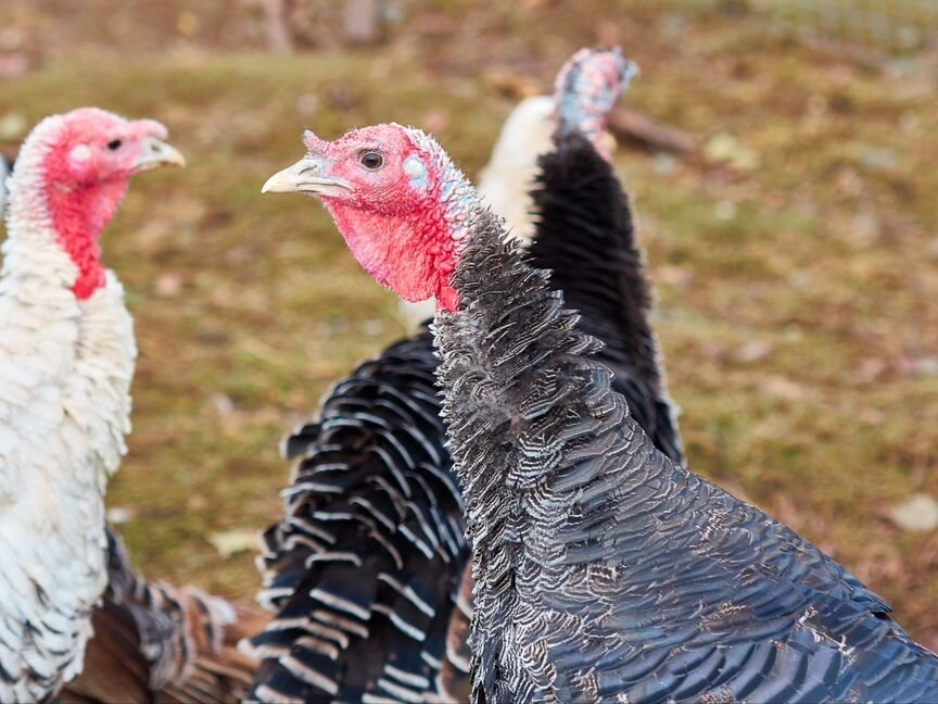 Степная домашняя индейка