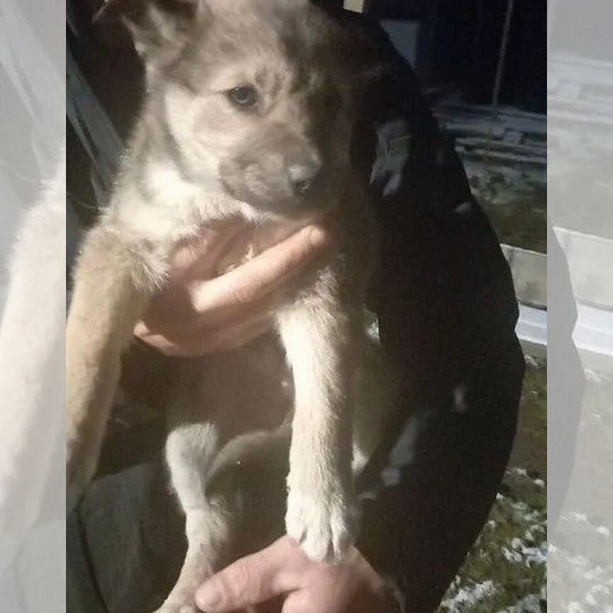 Щенок в добрые руки