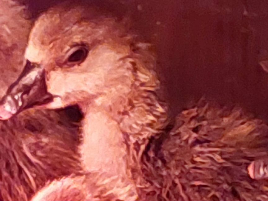 Гуси Львиная Голова