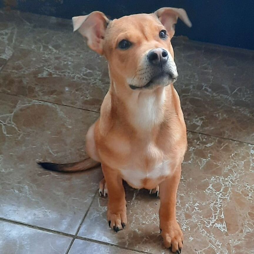 Ка-де-бо, щенок