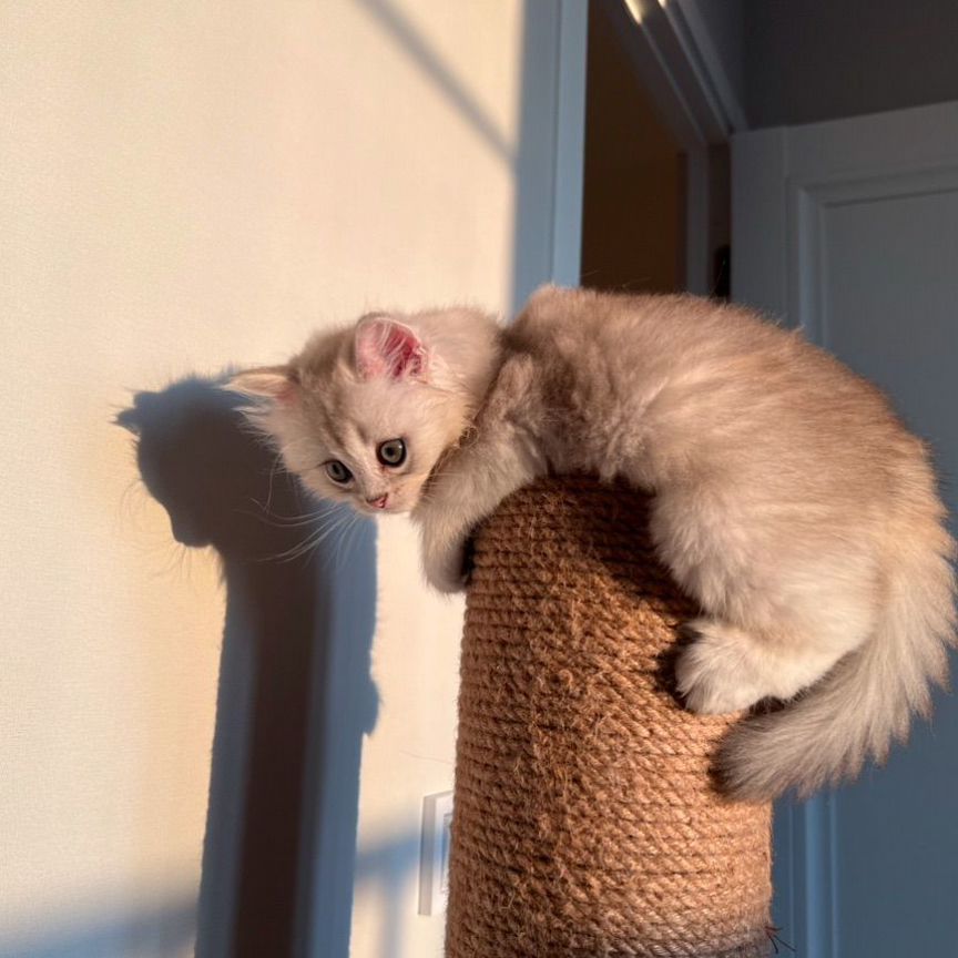 Когтеточка, столбик для кошки