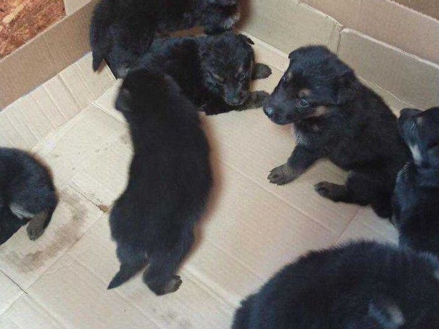 Щенки Чистокровные немцы щенки