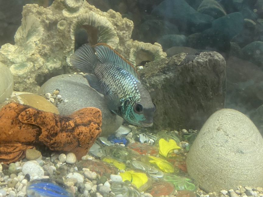 Рыба нанакара 2 шт вроде мальчик и девочка)