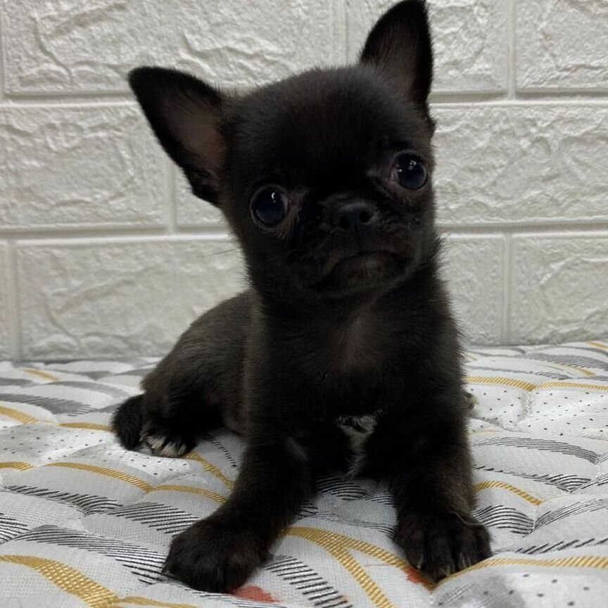 Щенки чихуахуа