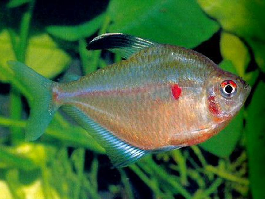 Орнатус красноточечный "Рубростигма"