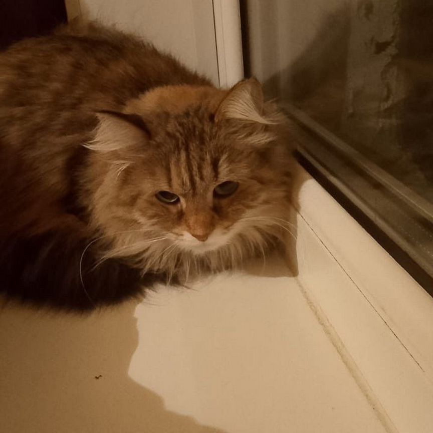 Кошка с непростой судьбой