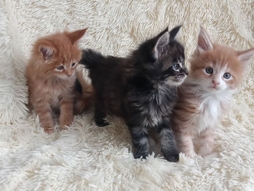 Котята мейн-кун