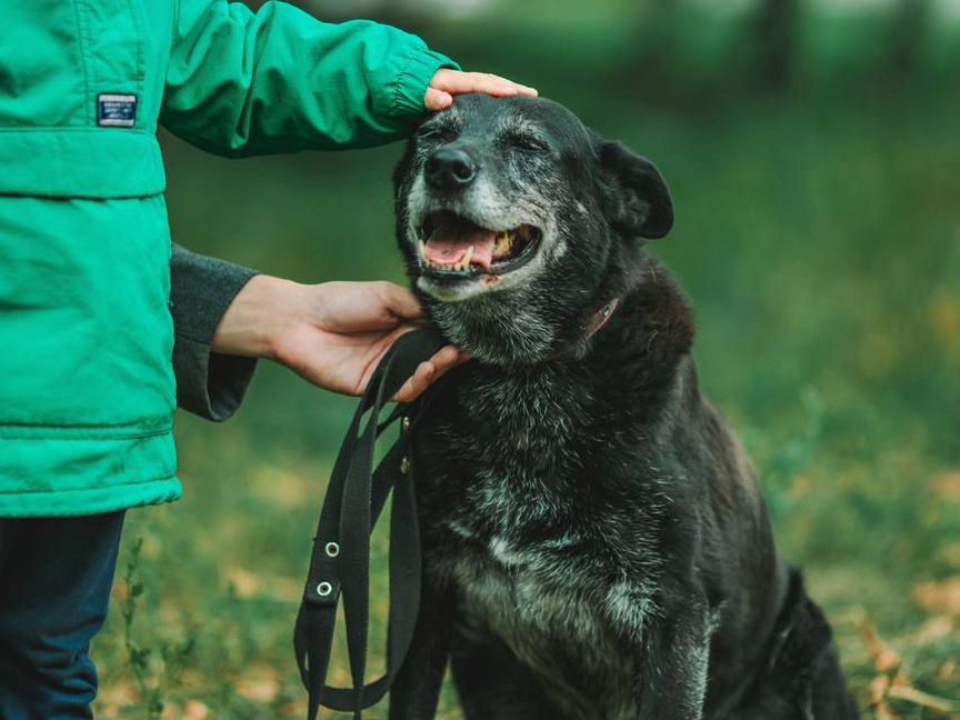 Собака в добрые руки