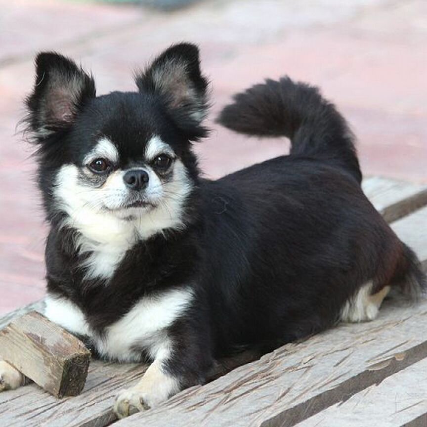 Отдам взрослую девочку чихуахуа