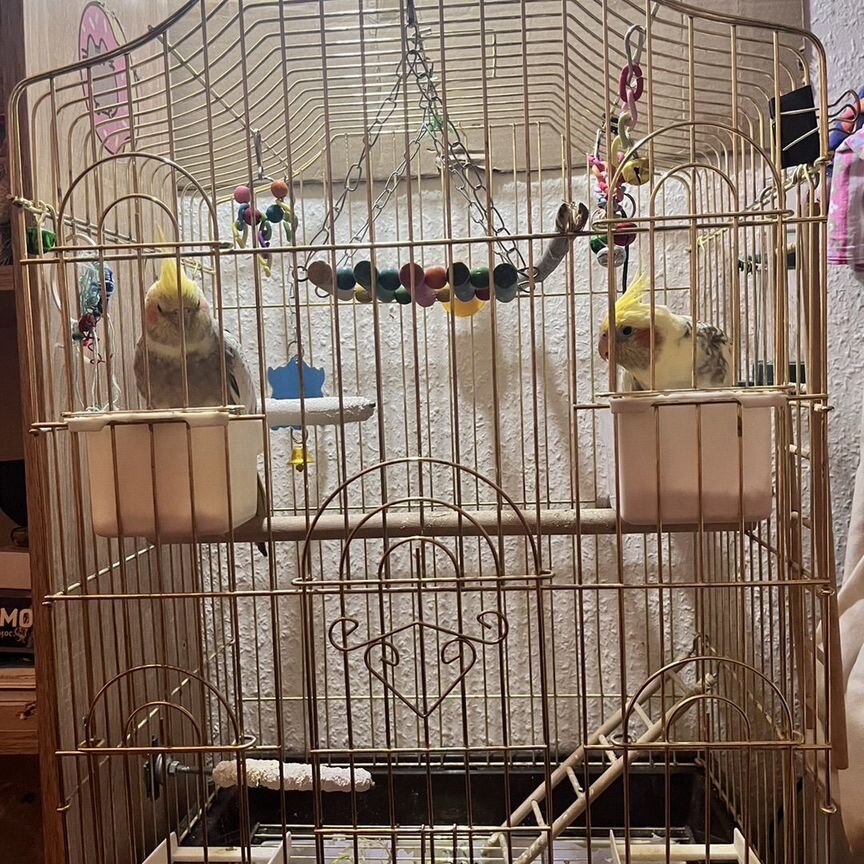 Попугайчики-корелла домашние