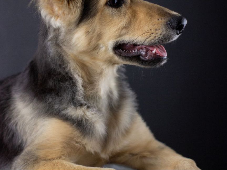 Самый хороший мальчик Балто