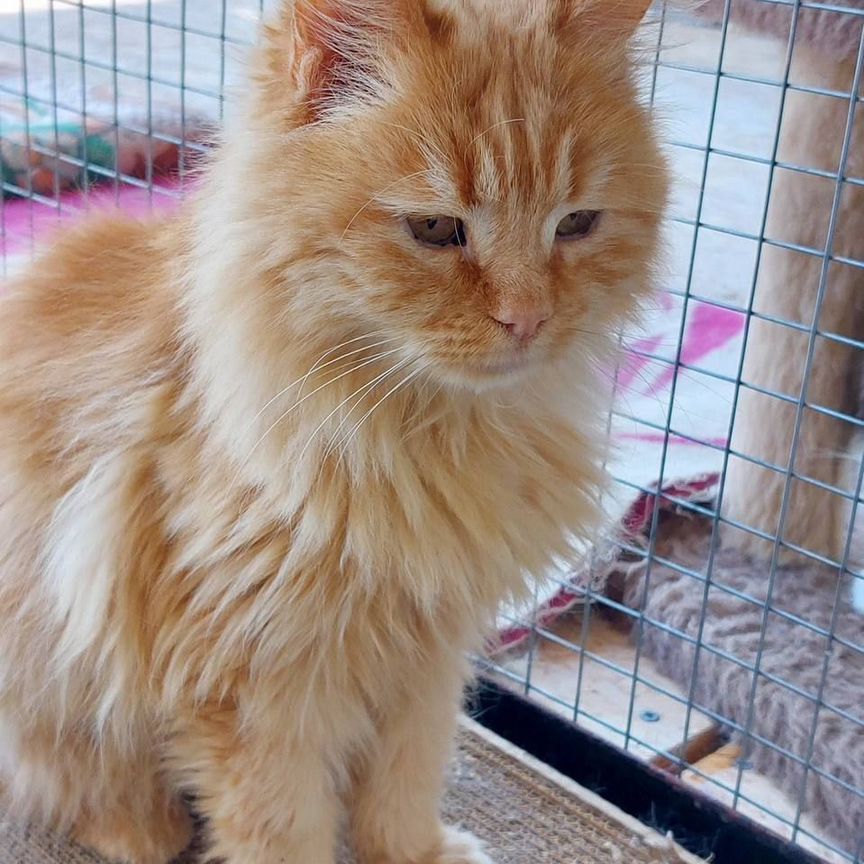 Котик