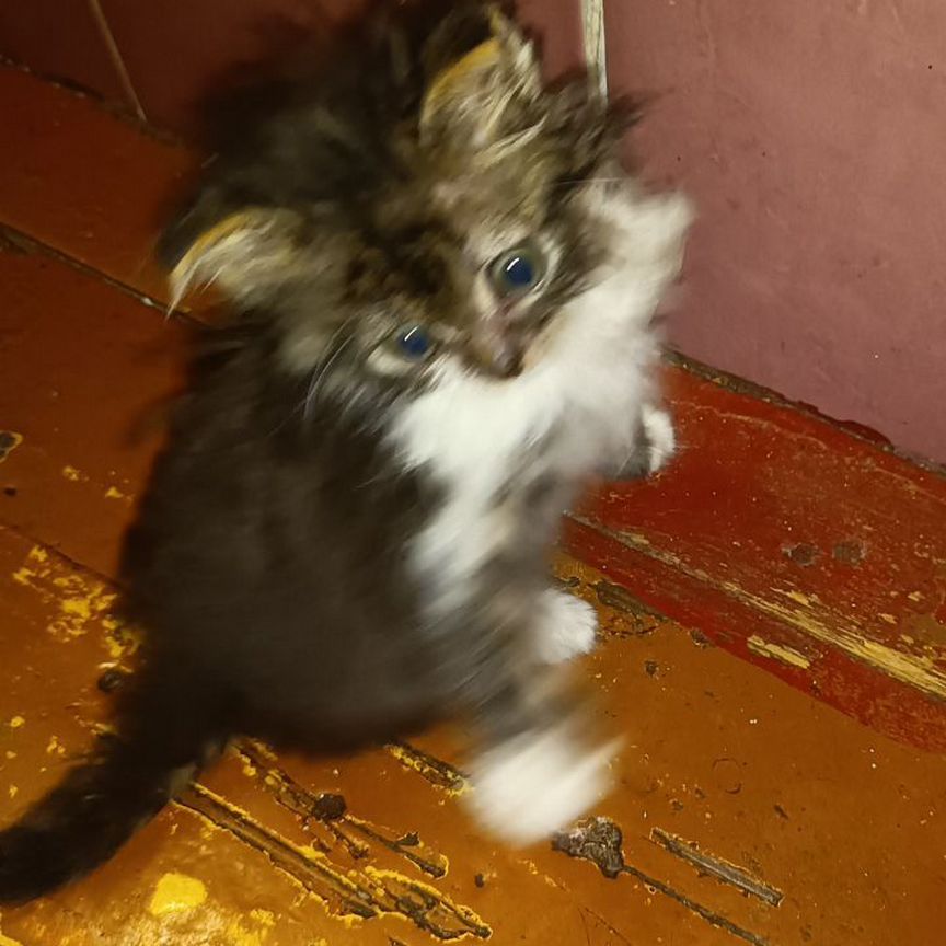 Котёнок в добрые руки