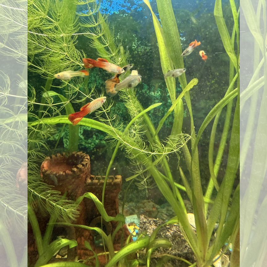 Гуппи красная кобра